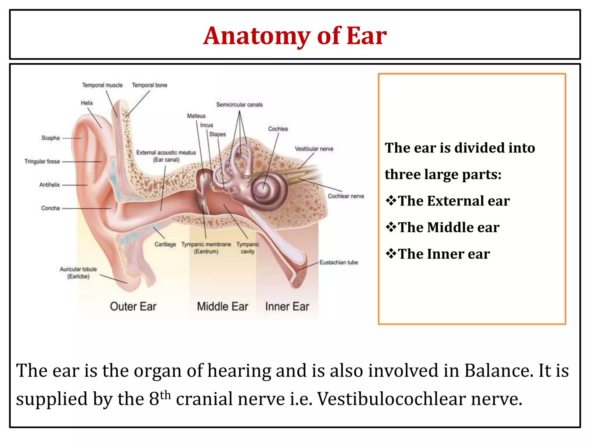 Antomy of Ear,Nose and Throat | PPTX