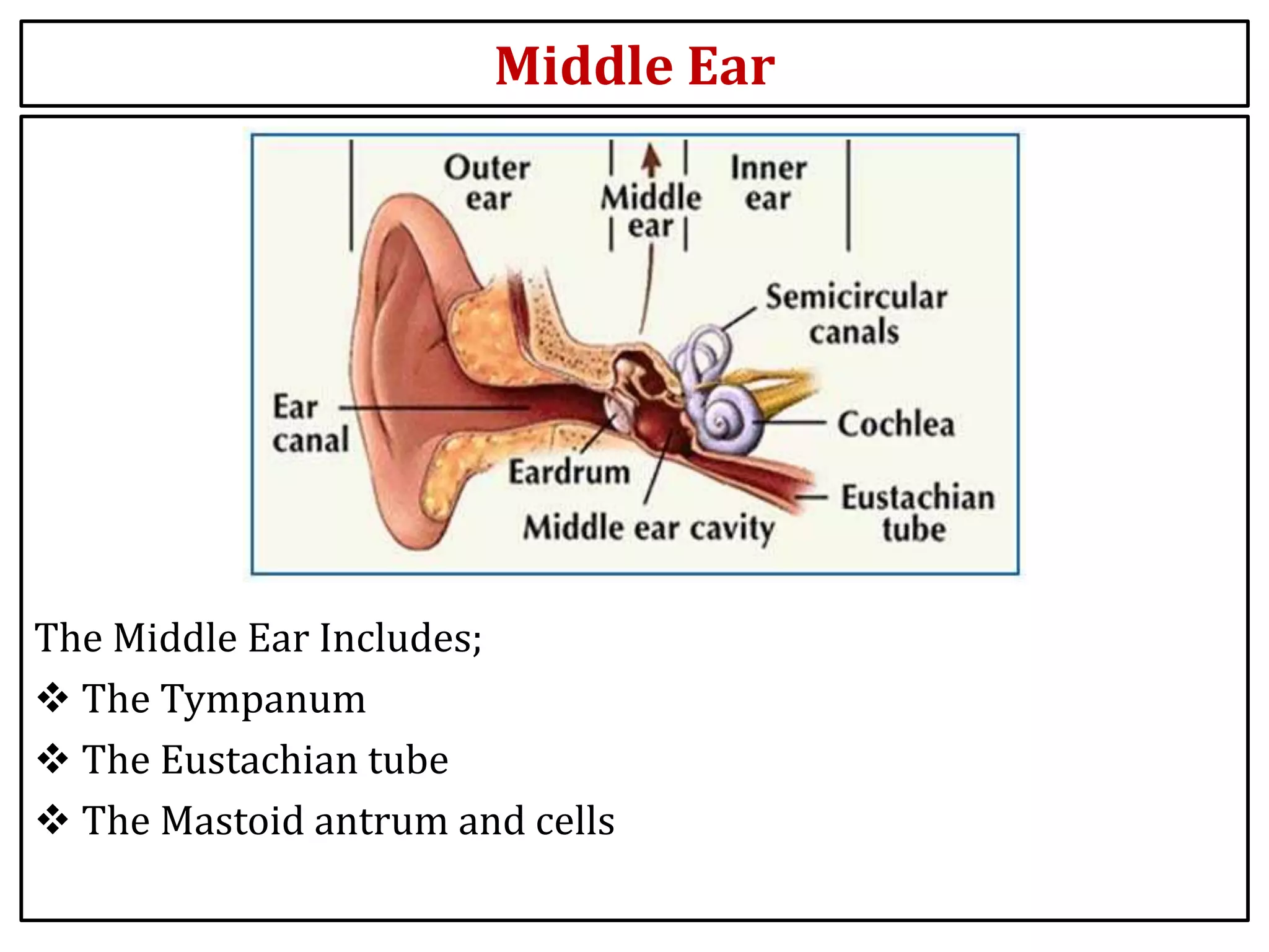 Antomy of Ear,Nose and Throat | PPTX
