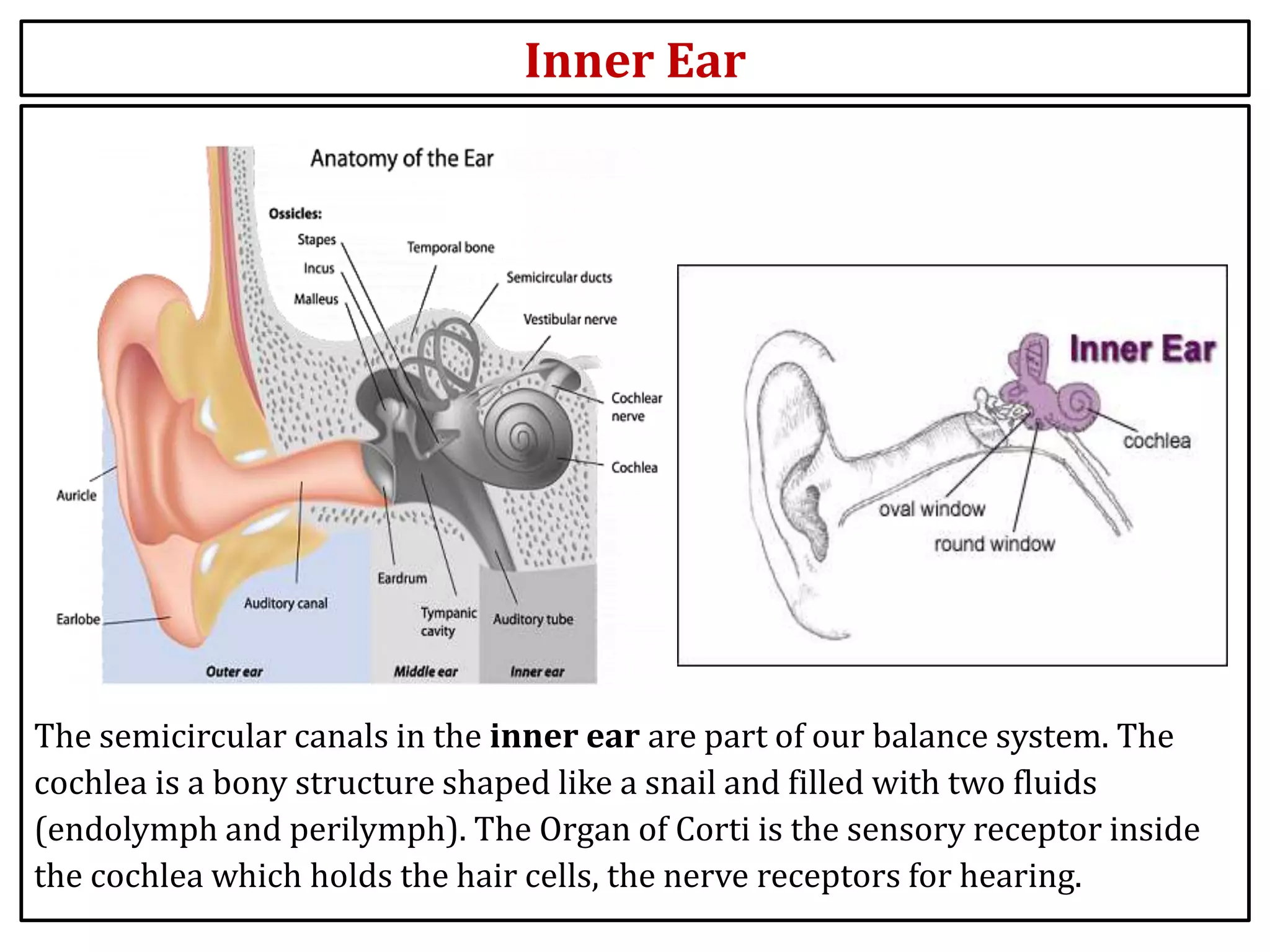 Antomy of Ear,Nose and Throat | PPTX