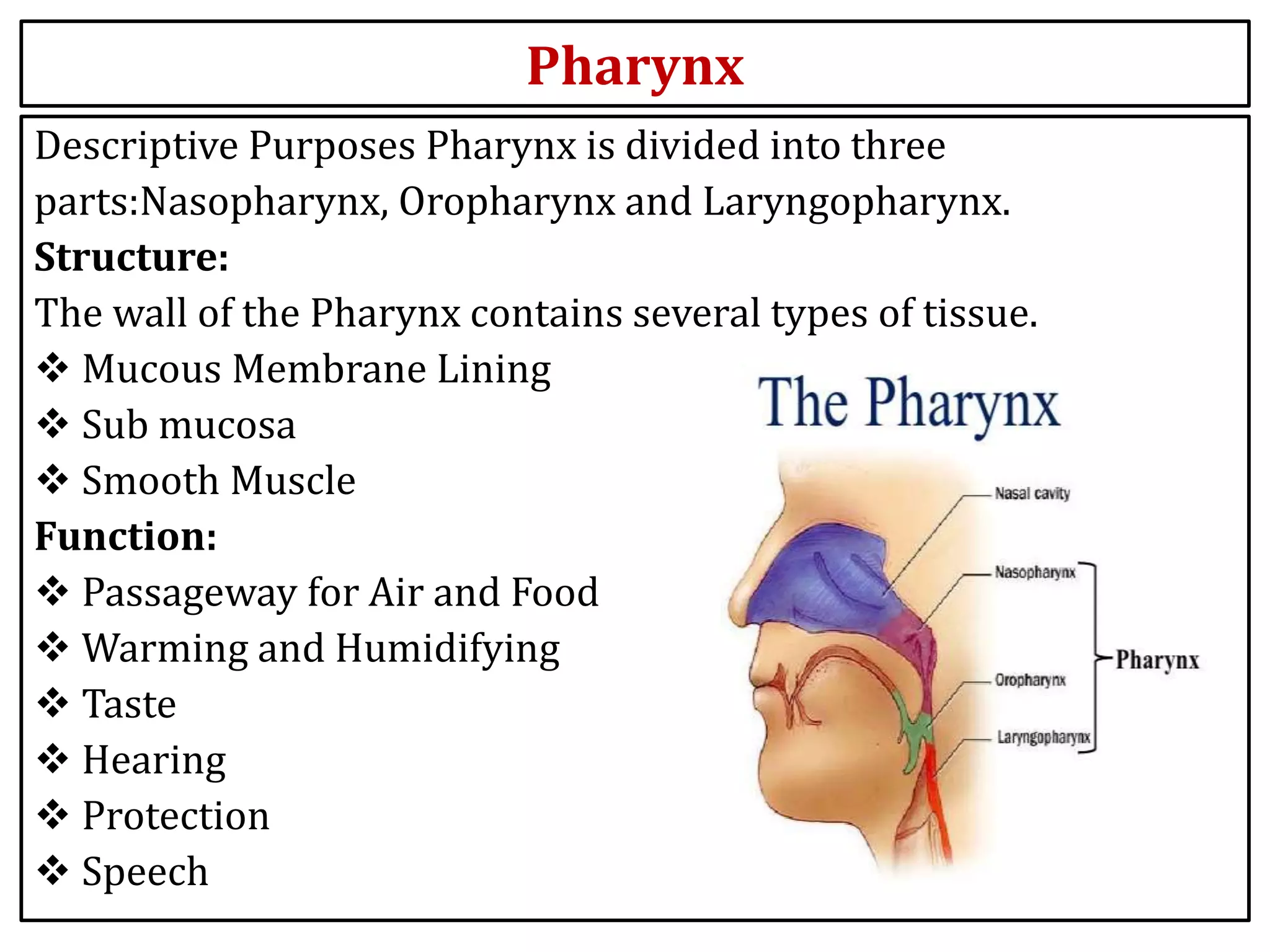 Antomy of Ear,Nose and Throat | PPTX