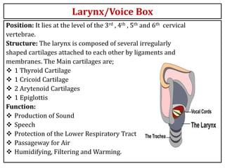 Antomy of Ear,Nose and Throat | PPTX
