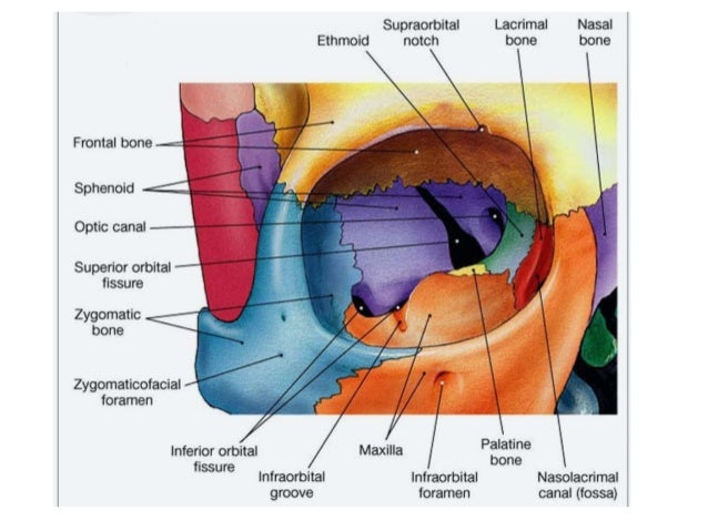 Antomy of orbit 25 4-19