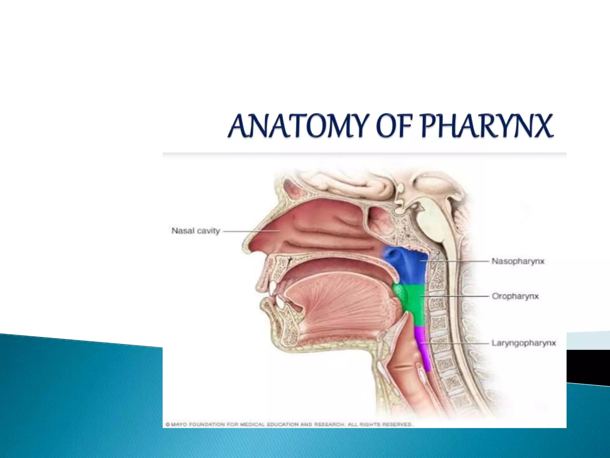 Antomy of pharynx | PPTX