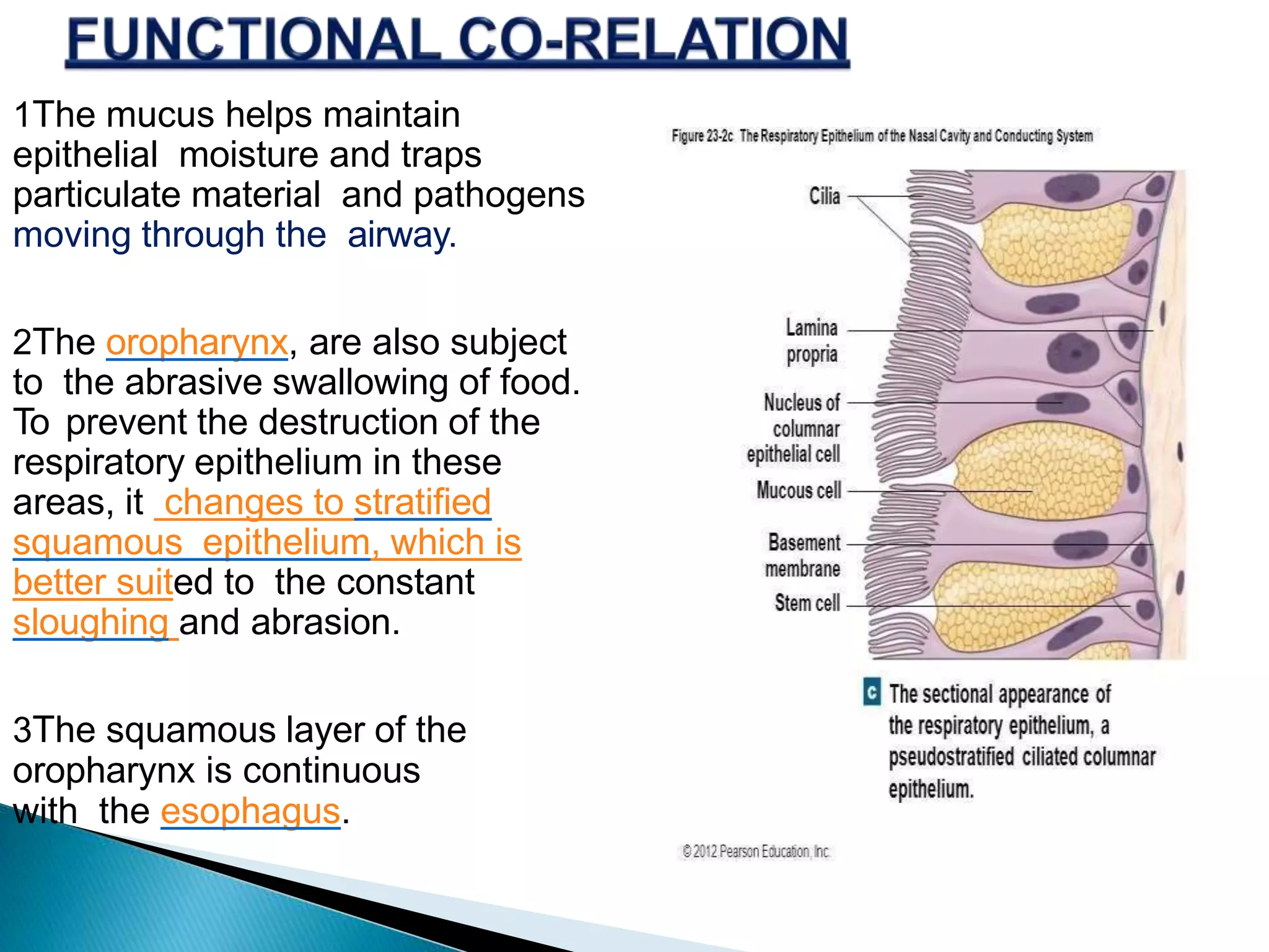 Antomy of pharynx | PPTX