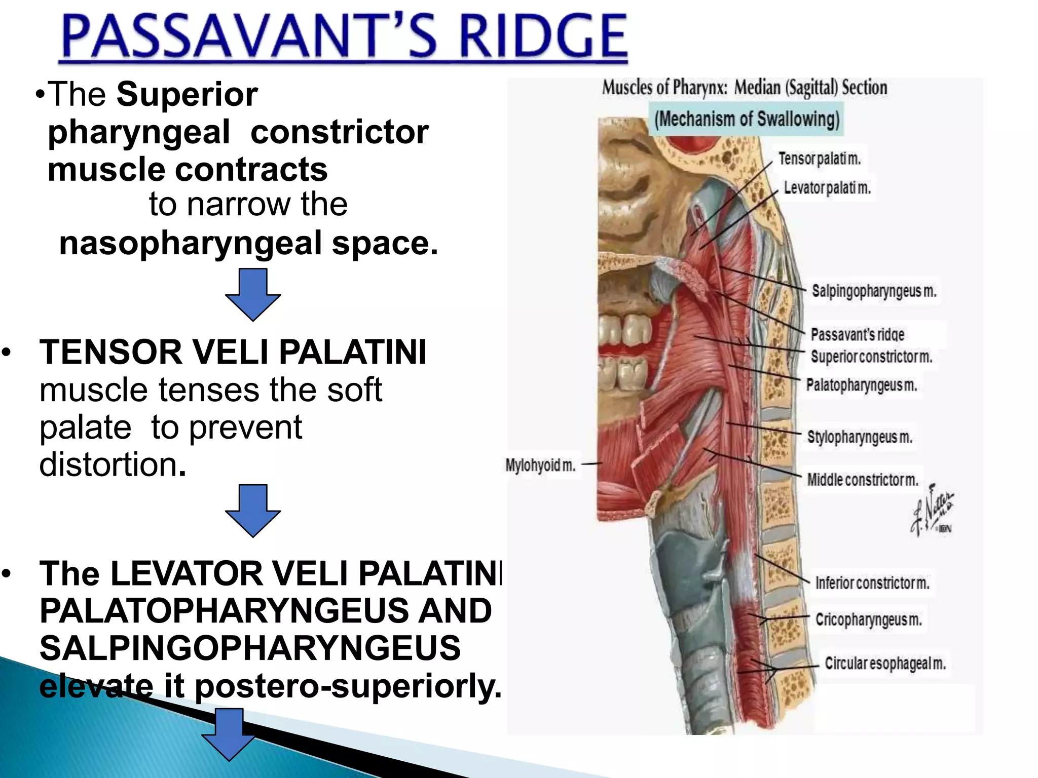 Antomy of pharynx | PPTX