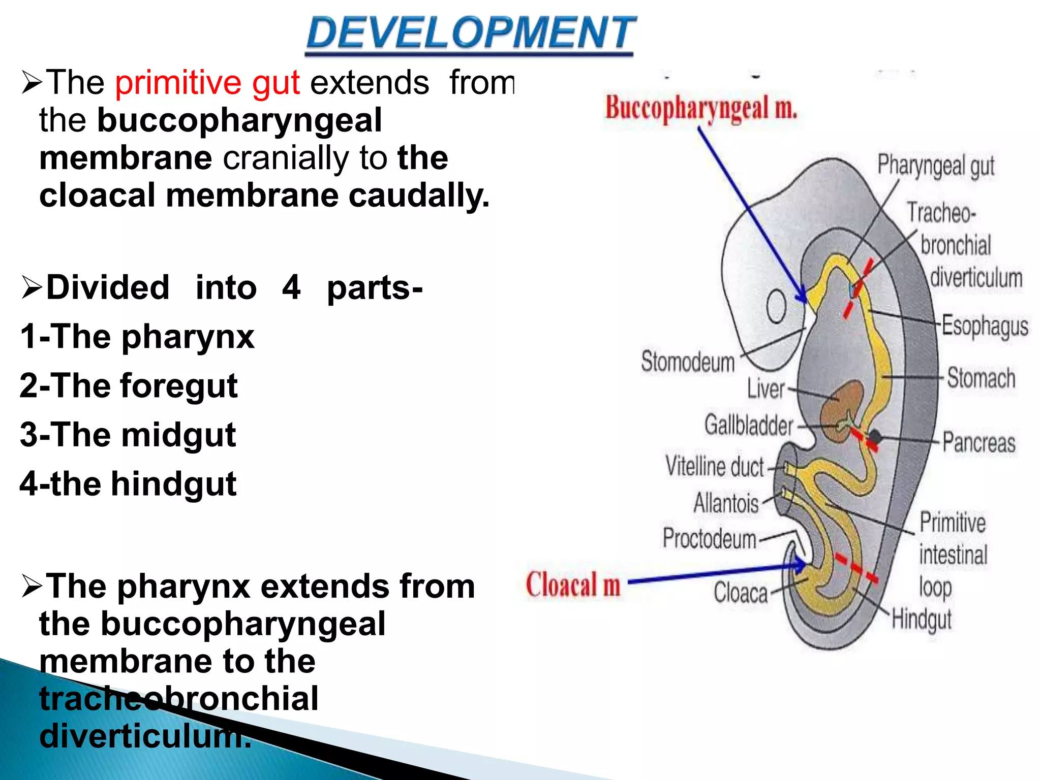 Antomy of pharynx | PPTX