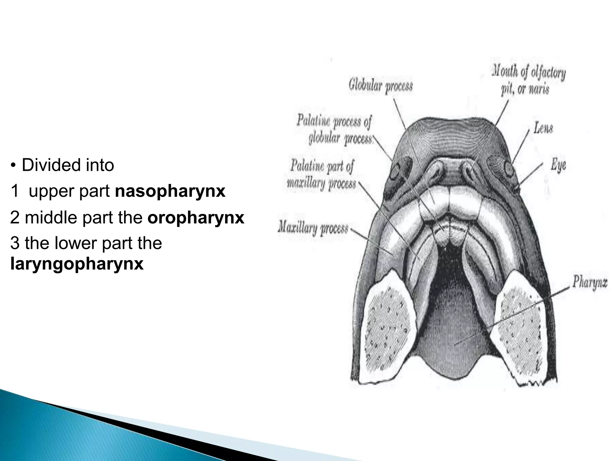 Antomy of pharynx | PPTX