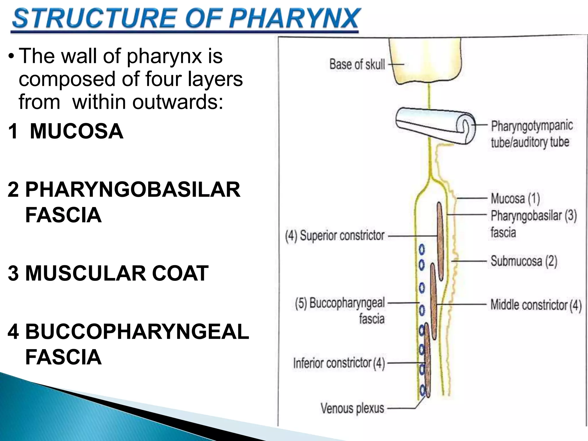 Antomy of pharynx | PPTX