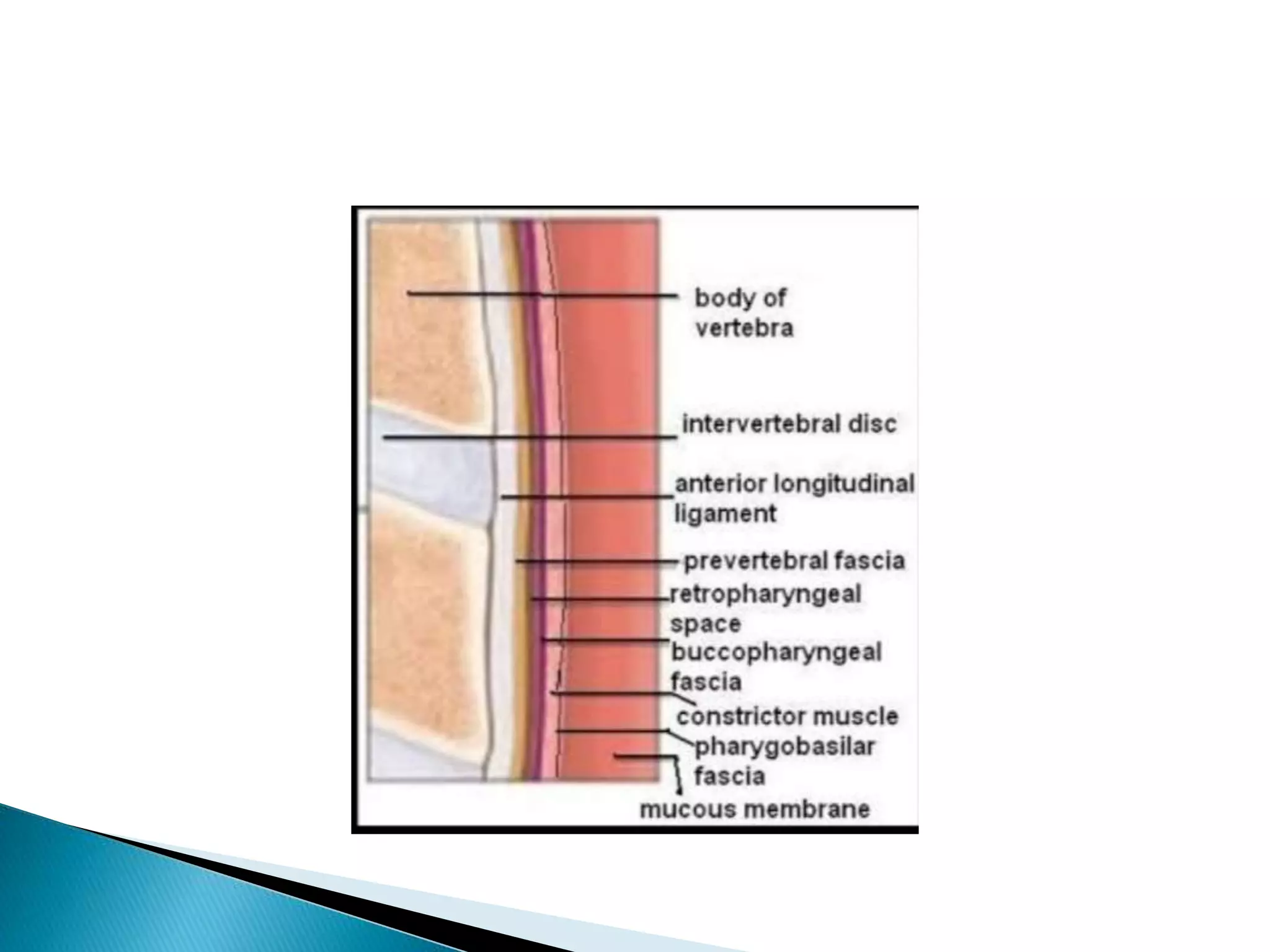 Antomy of pharynx | PPTX