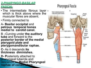Antomy of pharynx | PPTX