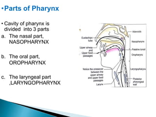 Antomy of pharynx | PPTX