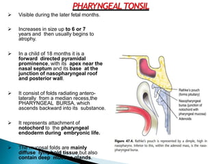 Antomy of pharynx | PPTX