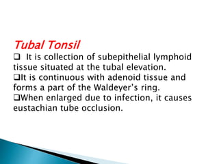 Antomy of pharynx | PPTX