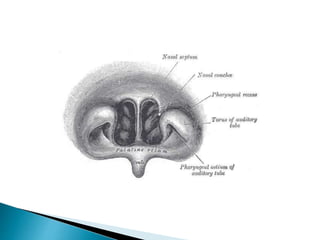Antomy of pharynx | PPTX
