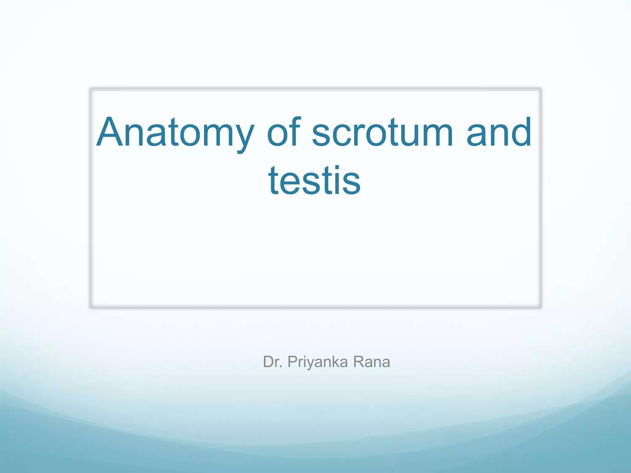 Antomy of scrotum and testis | PPTX