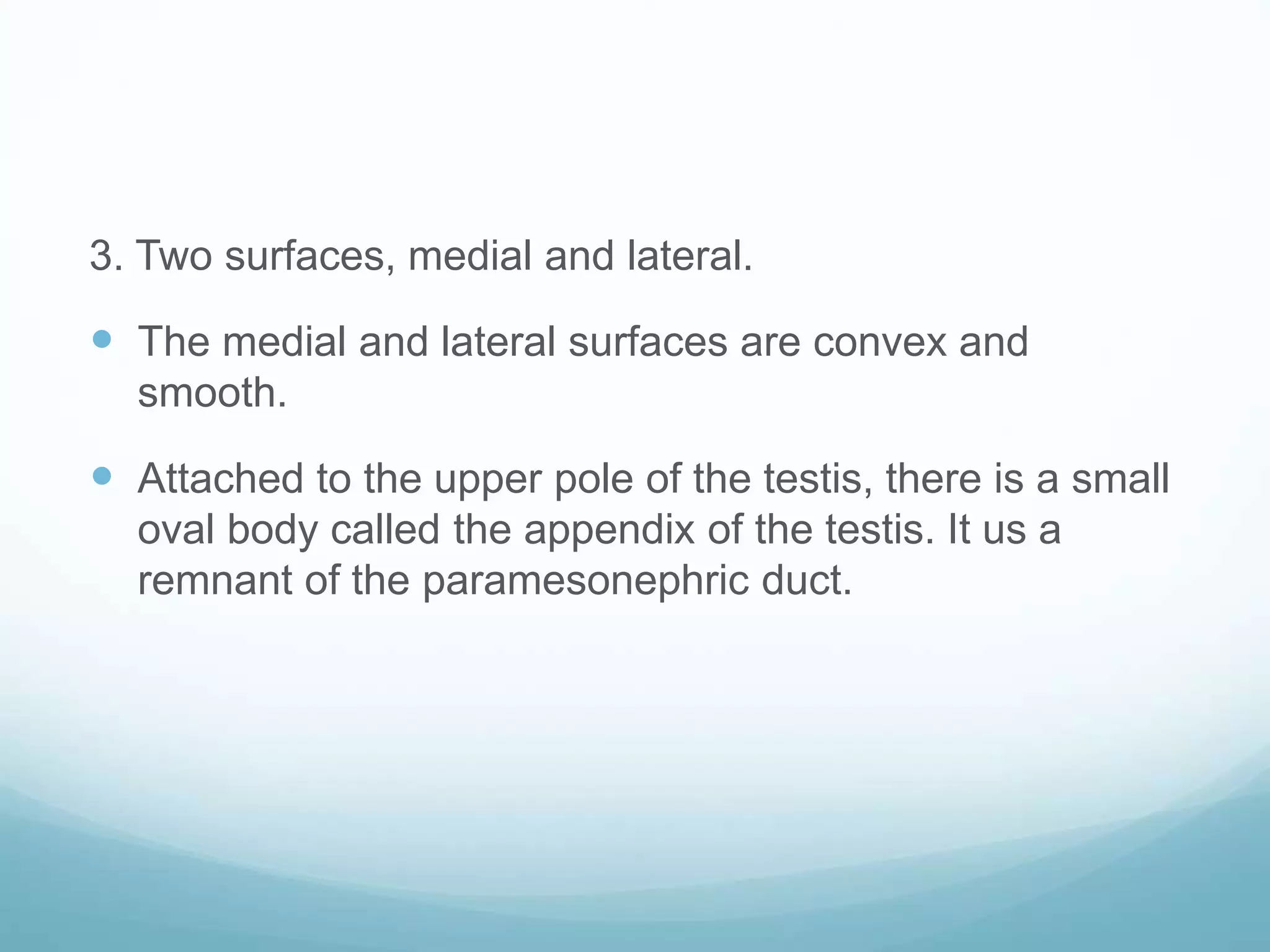 Antomy of scrotum and testis | PPTX