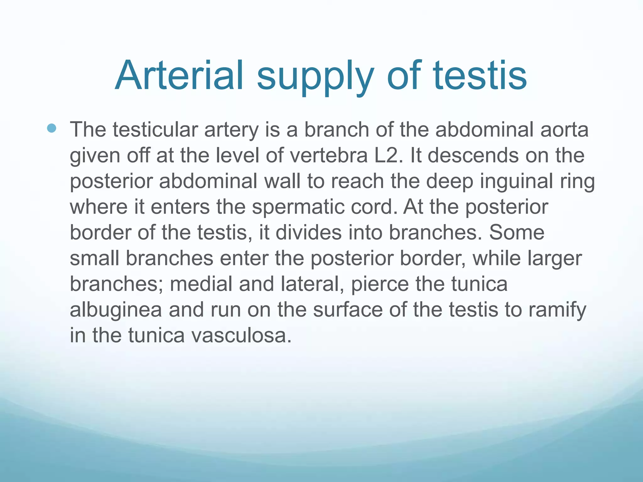 Antomy of scrotum and testis | PPTX