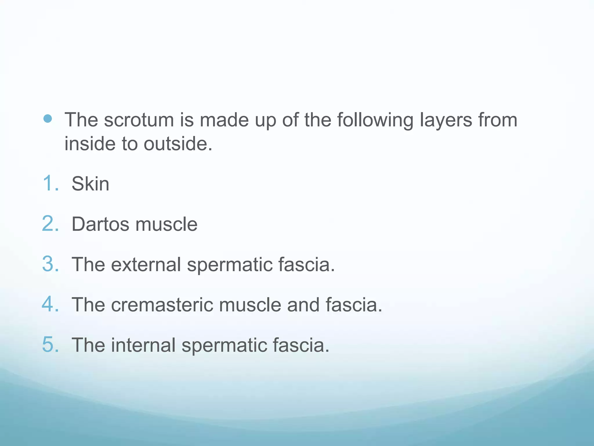 Antomy of scrotum and testis | PPTX
