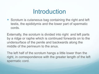 Antomy of scrotum and testis | PPTX