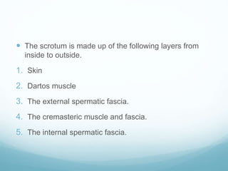Antomy of scrotum and testis | PPTX