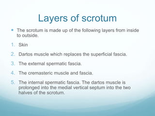 Antomy of scrotum and testis | PPTX
