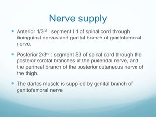 Antomy of scrotum and testis | PPTX