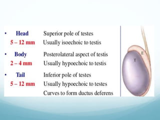 Normal Testis Size