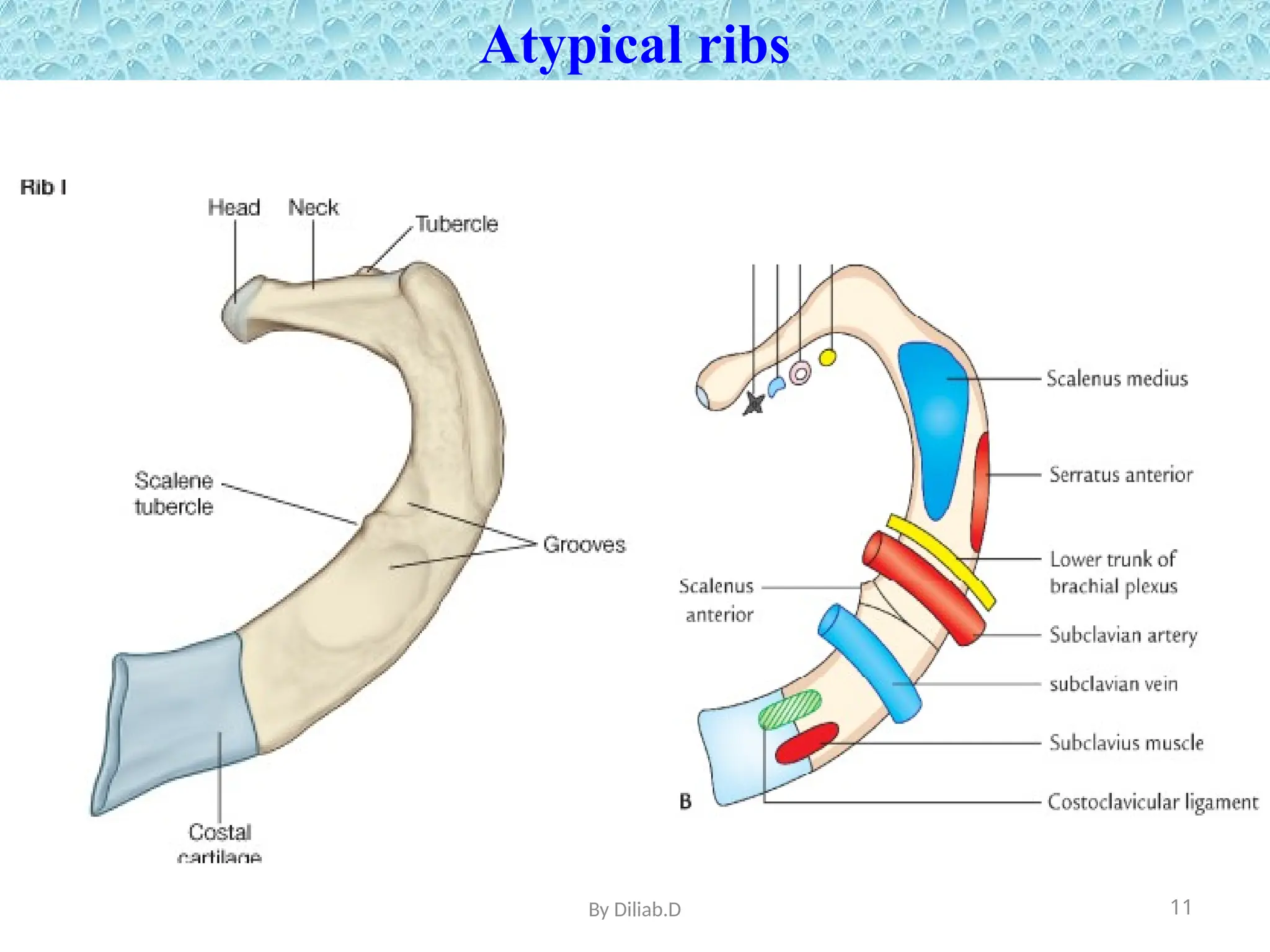 Antomy of thoracic wall for Post G. Dil.pptx