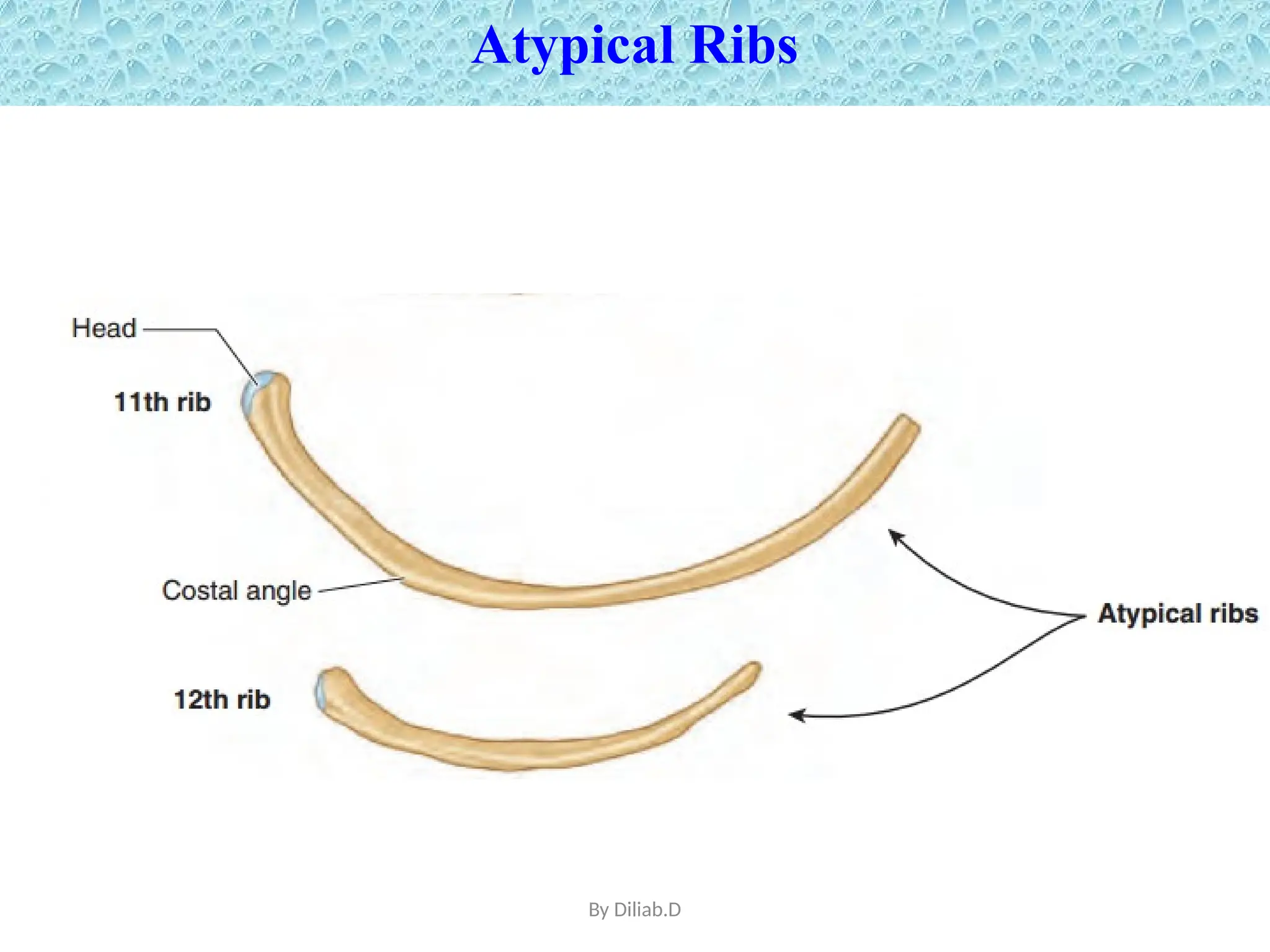 Antomy of thoracic wall for Post G. Dil.pptx