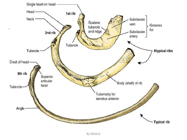 Antomy of thoracic wall for Post G. Dil.pptx