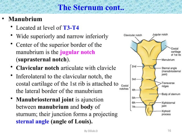 Antomy of thoracic wall for Post G. Dil.pptx