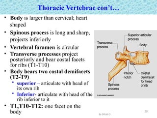 Antomy of thoracic wall for Post G. Dil.pptx