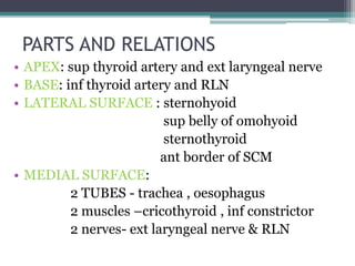 Antomy, physiology and biochemistry of thyroid gland | PPTX