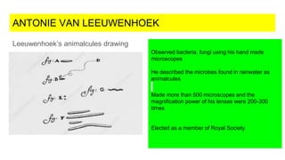 Anton Van Leeuwenhoek Animalcules