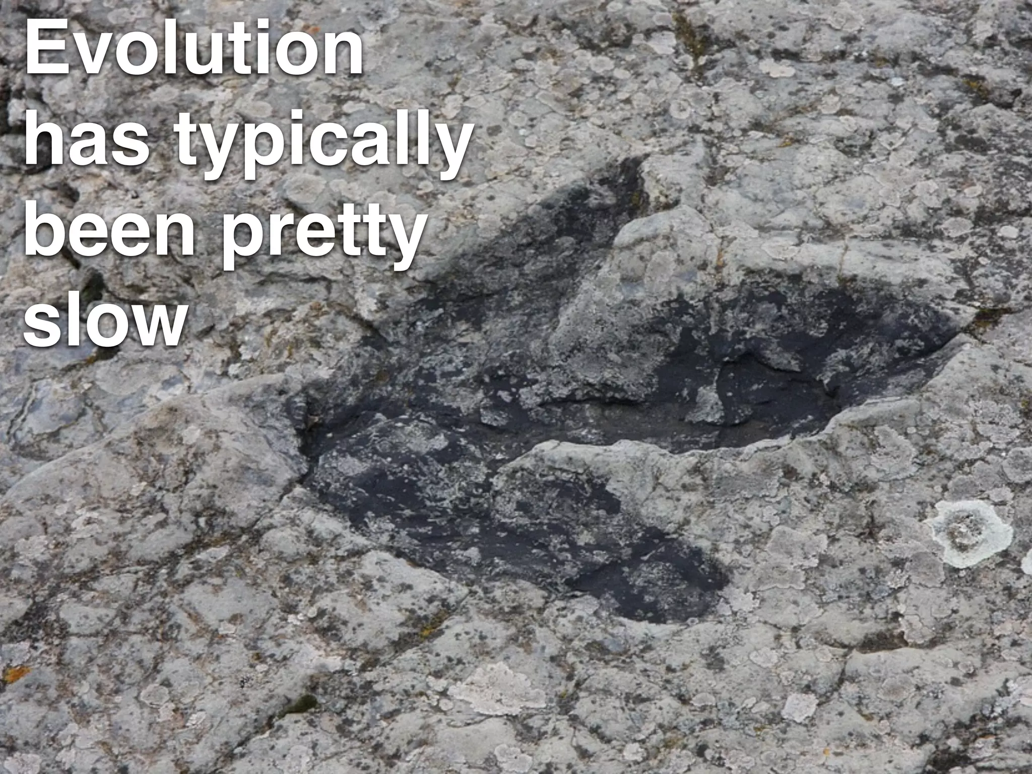 Rapid Evolution, by Anton Lennikov | PPT