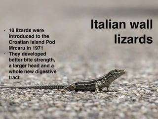 Rapid Evolution, by Anton Lennikov | PPT