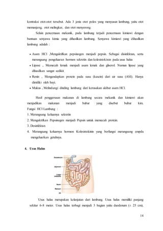 RPP Sistem Pencernaan Manusia Kelas 8 VIII SMP | DOCX
