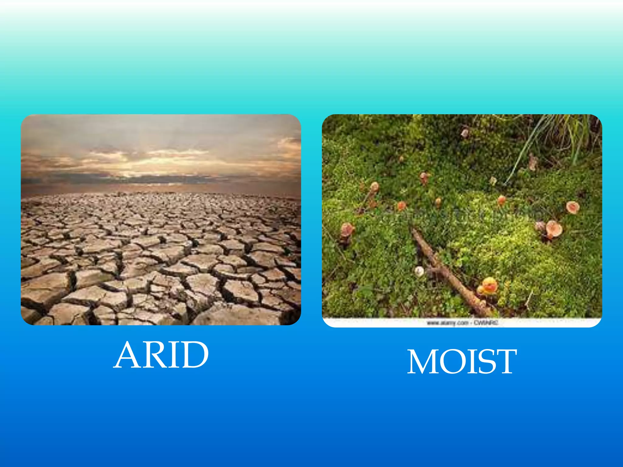 ANTONYMS - THE PORTRAIT OF LADY | PPT