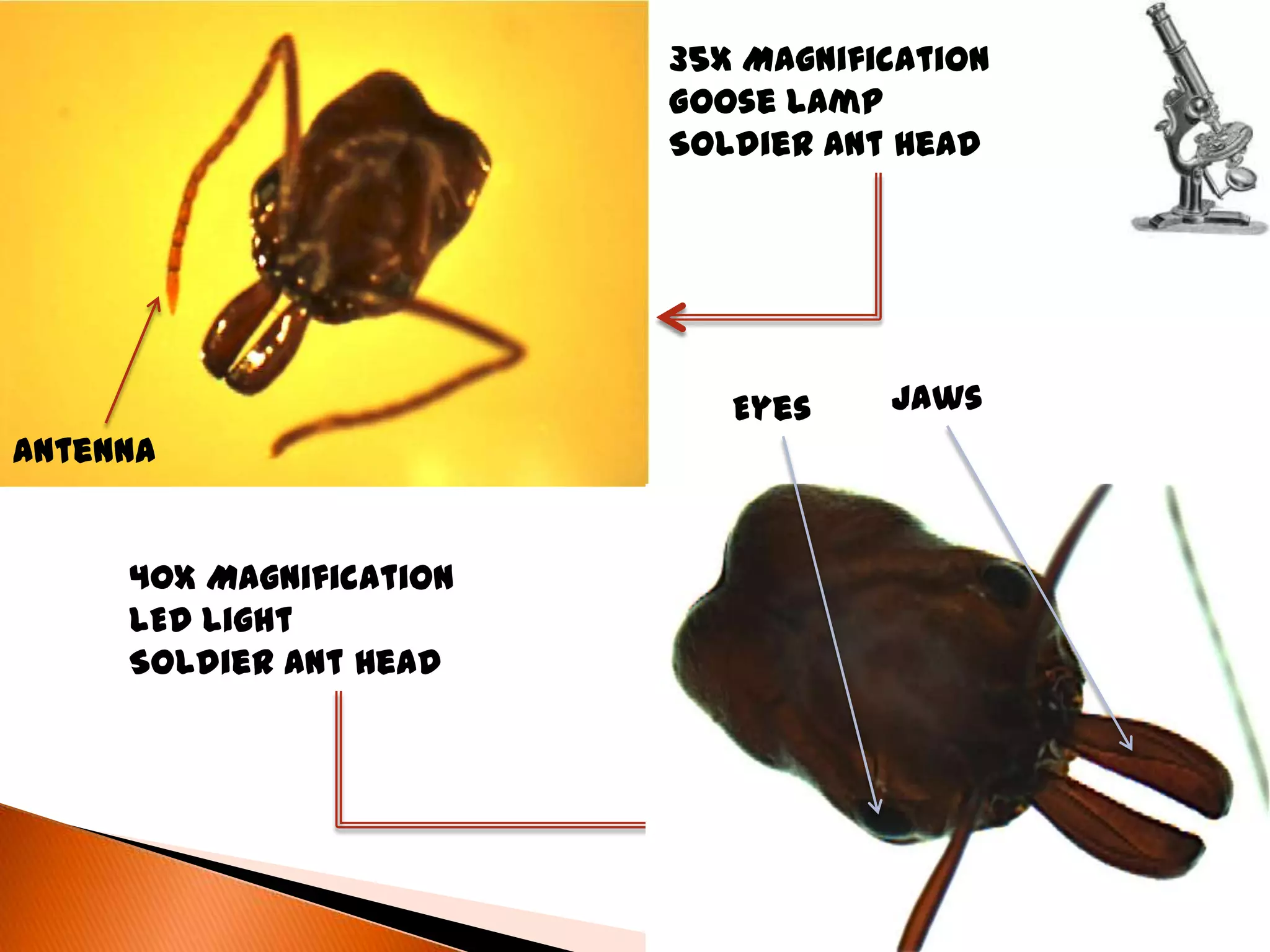 Ant photomicrography | PPTX