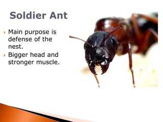 Ant photomicrography | PPT