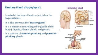 Ant pituitary hormones | PDF