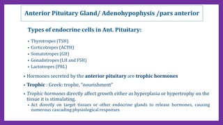 Ant pituitary hormones | PDF
