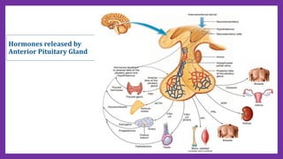 Ant pituitary hormones | PDF