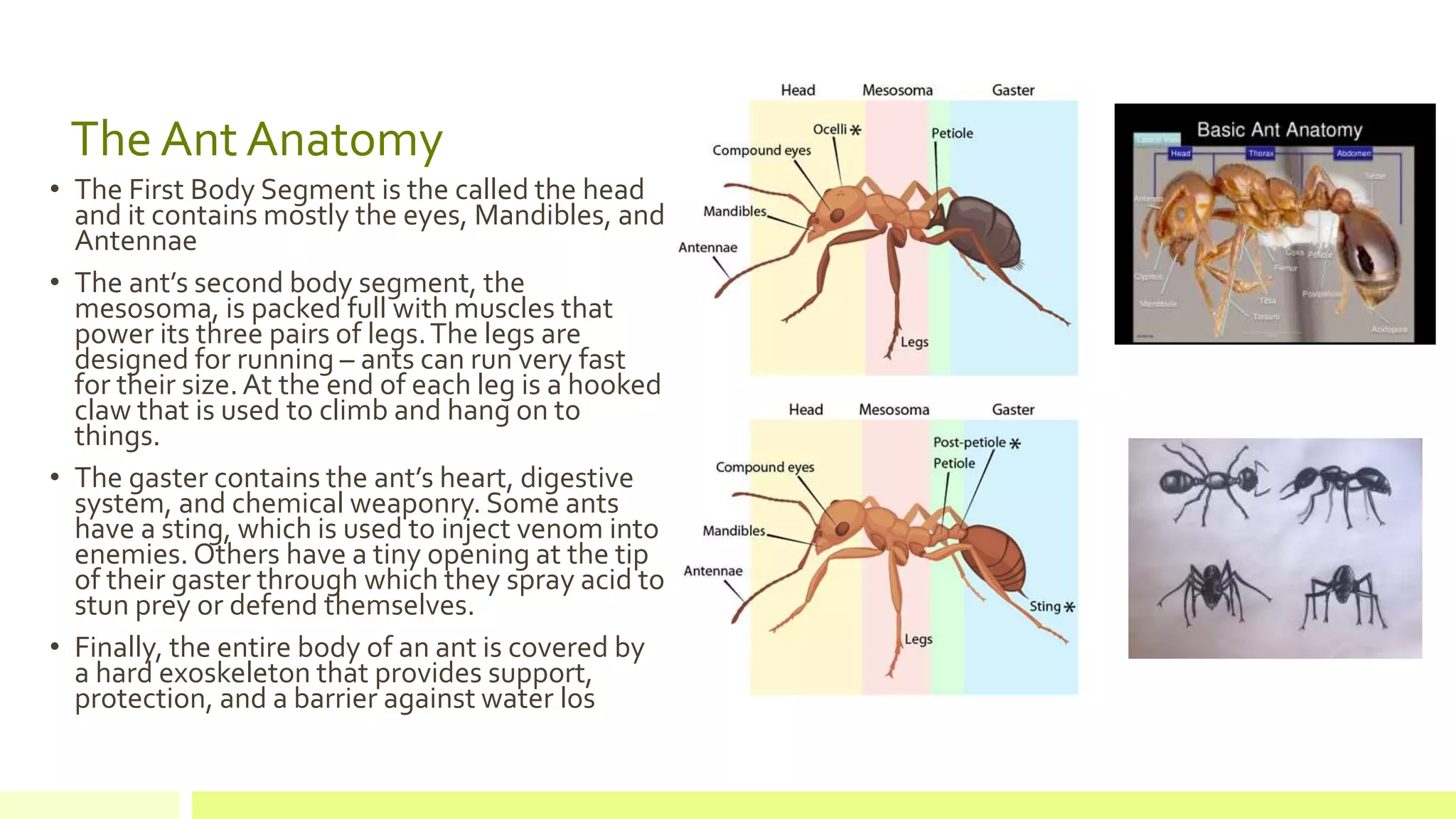 Ant ppt | PPT