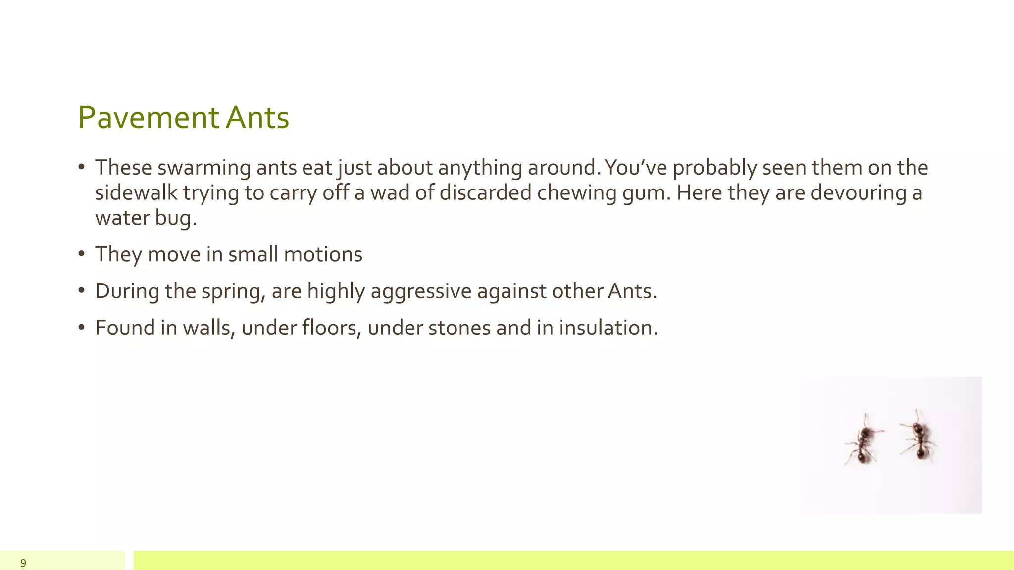 Ant ppt | PPT