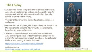 Ant ppt | PPTX