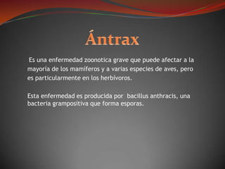 Antrax | PPTX
