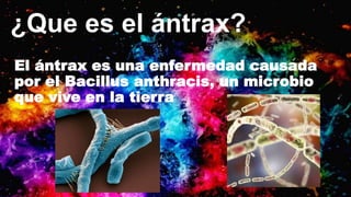 Antrax | PPTX