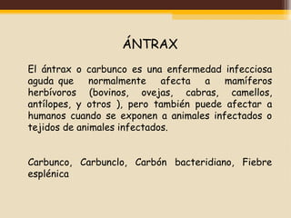 Antrax cabras | PPT