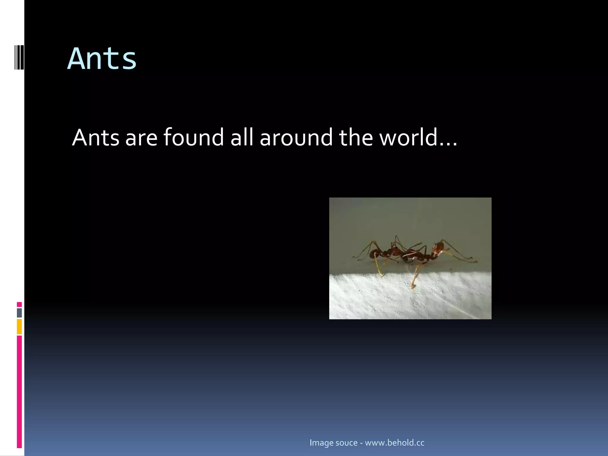 Ants | PPTX